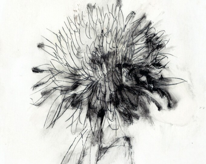 Chrysanthemum Original Technique Engraving Drawing Illustration - Etsy