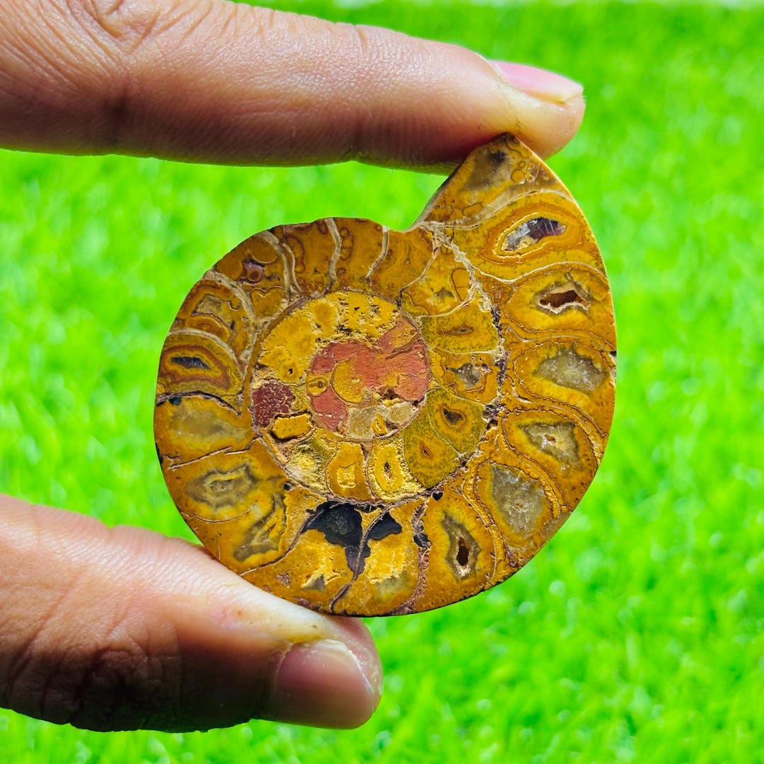 Rare Yellow Ammonite Fossil Cabochon – Natural Ancient Shell Stone - Etsy