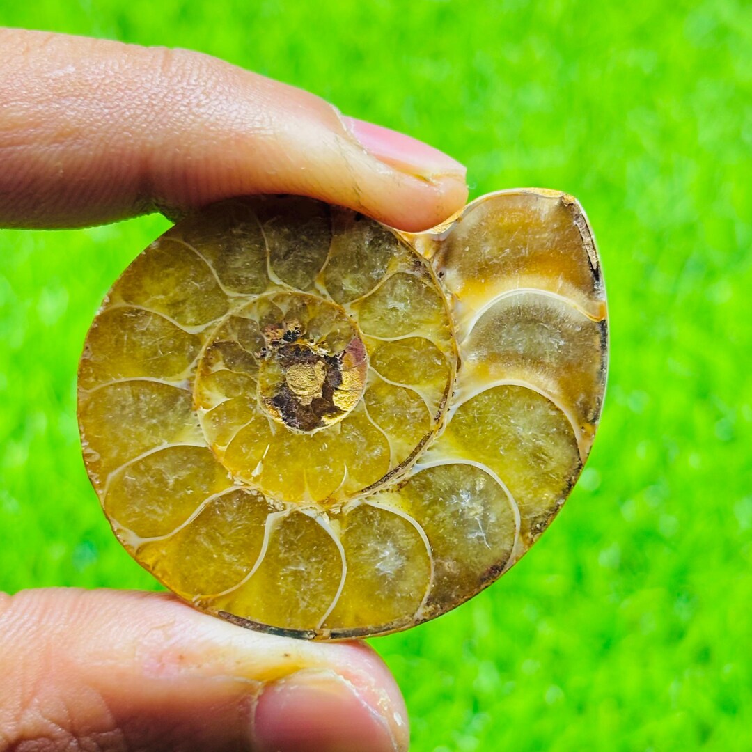 Rare Yellow Ammonite Fossil Cabochon – Natural Ancient Shell Stone - Etsy