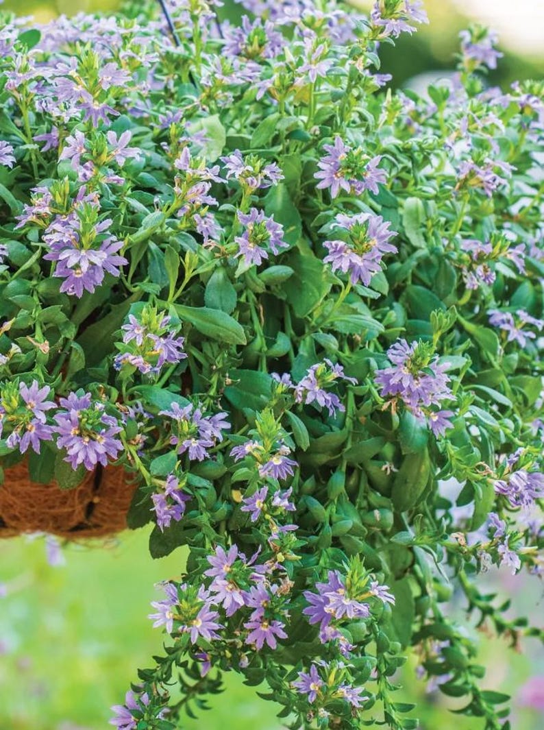 Scaevola 'fancy' – Vibrant Fan Flower for Hanging Baskets & Containers ...