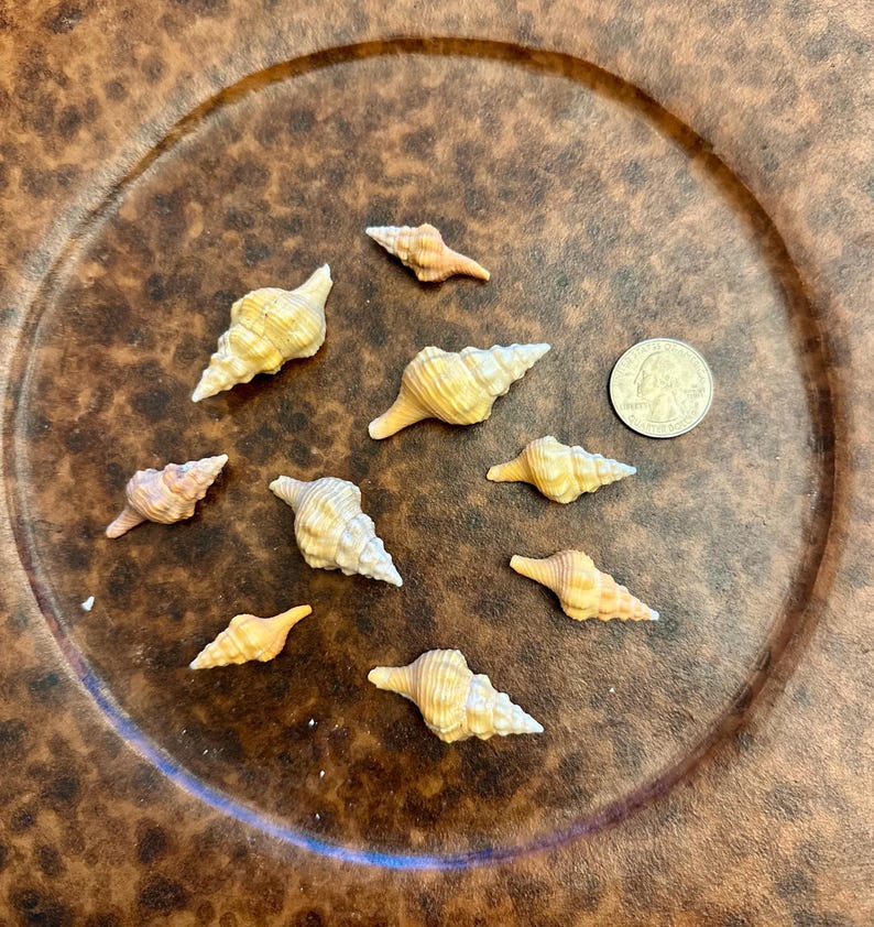 Horsin’ Around! Handpicked Florida Horse Conch Seashells, Florida Beach ...