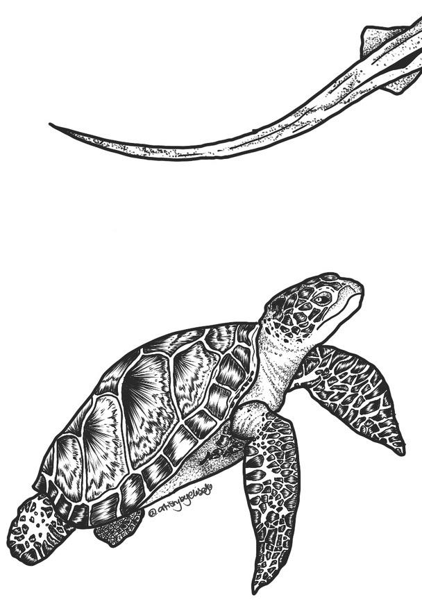 Sea Life Hand Drawn Print - Etsy