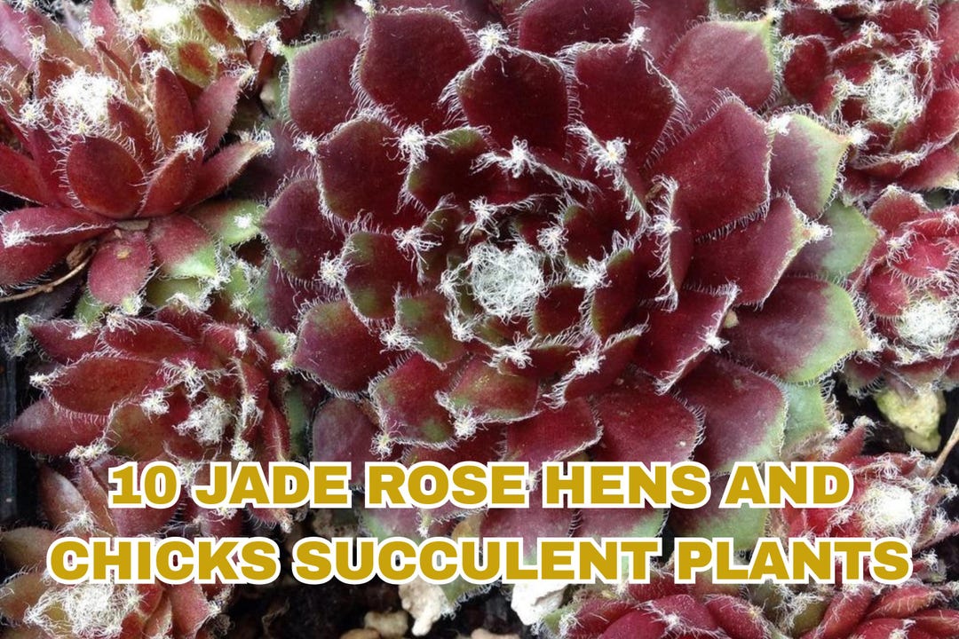 10 Jade Rose Hens and Chicks Succulents: Cold Hardy Sempervivum - Etsy