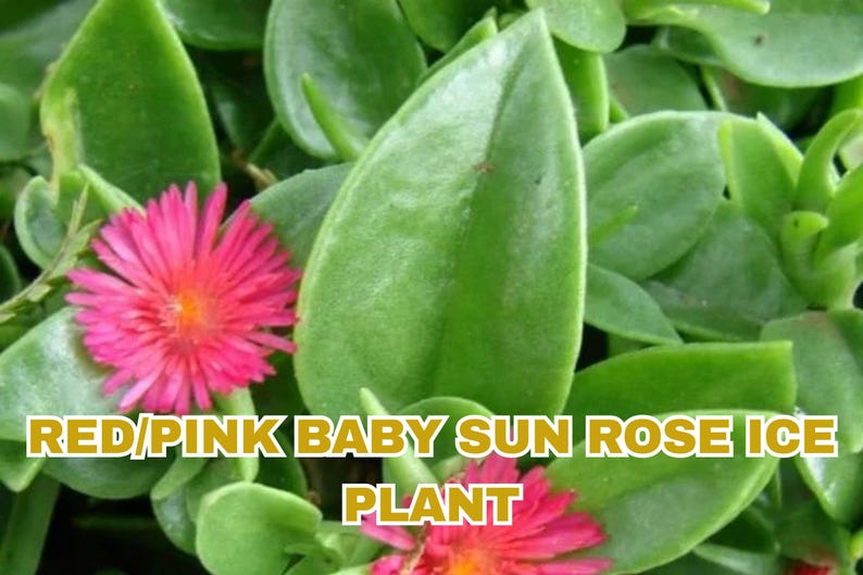 20 Aptenia Cordifolia Cuttings – Red/pink Baby Sun Rose Ice Plant, Live ...