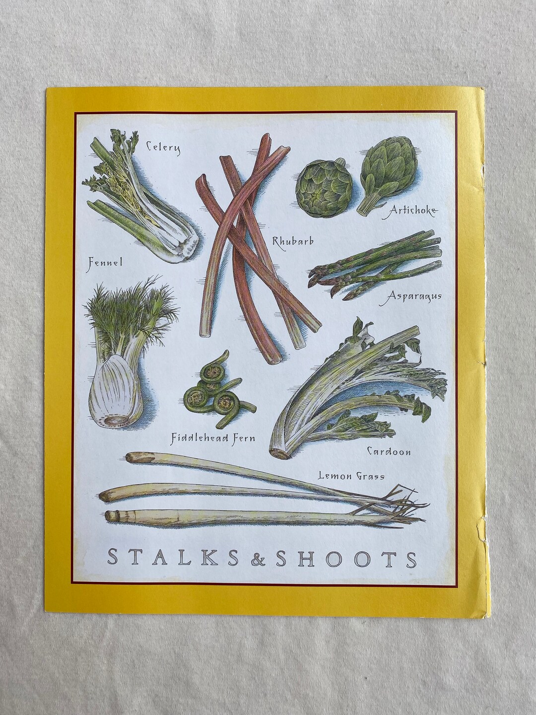 Stalks and Shoots - Cook's Illustrated Back Cover - Etsy