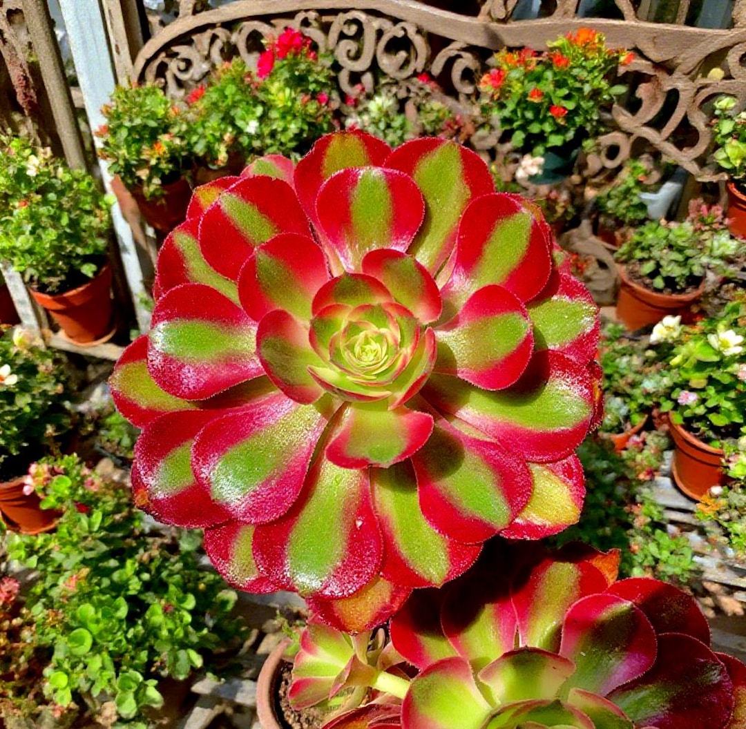 Rare Aeonium ‘pink Witch’ Variegata Live Succulent, 4” Bare Root Plant ...