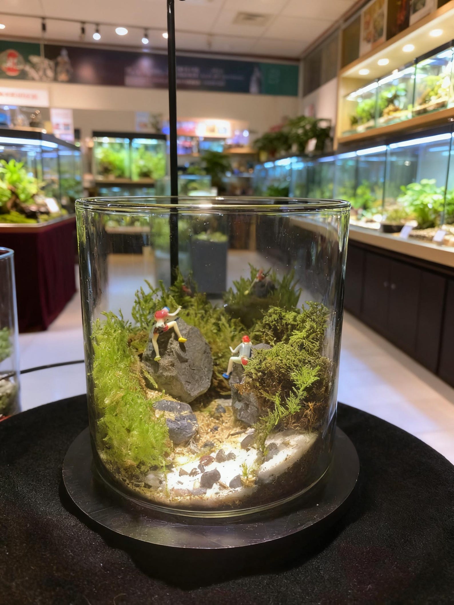 Live Moss Terrarium in Glass Jar Mini Bioactive Mossarium With Stone ...