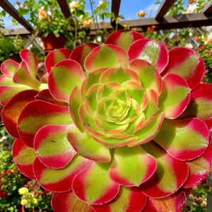 Rare Aeonium ‘pink Witch’ Variegata Live Succulent, 4” Bare Root Plant ...