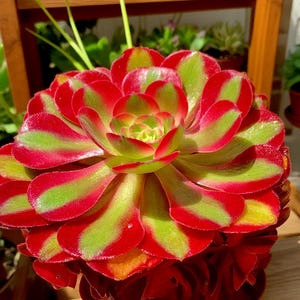 Rare Aeonium ‘pink Witch’ Variegata Live Succulent, 4” Bare Root Plant ...