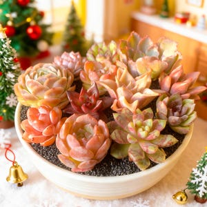 Mixed Succulent Kit (12 Pack): Boutique Variety, DIY Imported Live ...