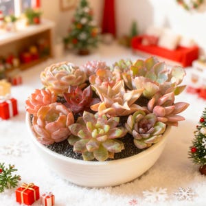 Mixed Succulent Kit (12 Pack): Boutique Variety, DIY Imported Live ...