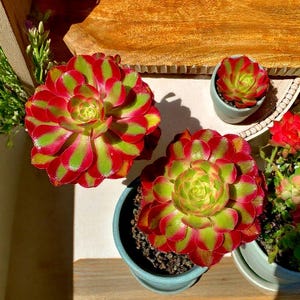 Rare Aeonium ‘pink Witch’ Variegata Live Succulent, 4” Bare Root Plant ...