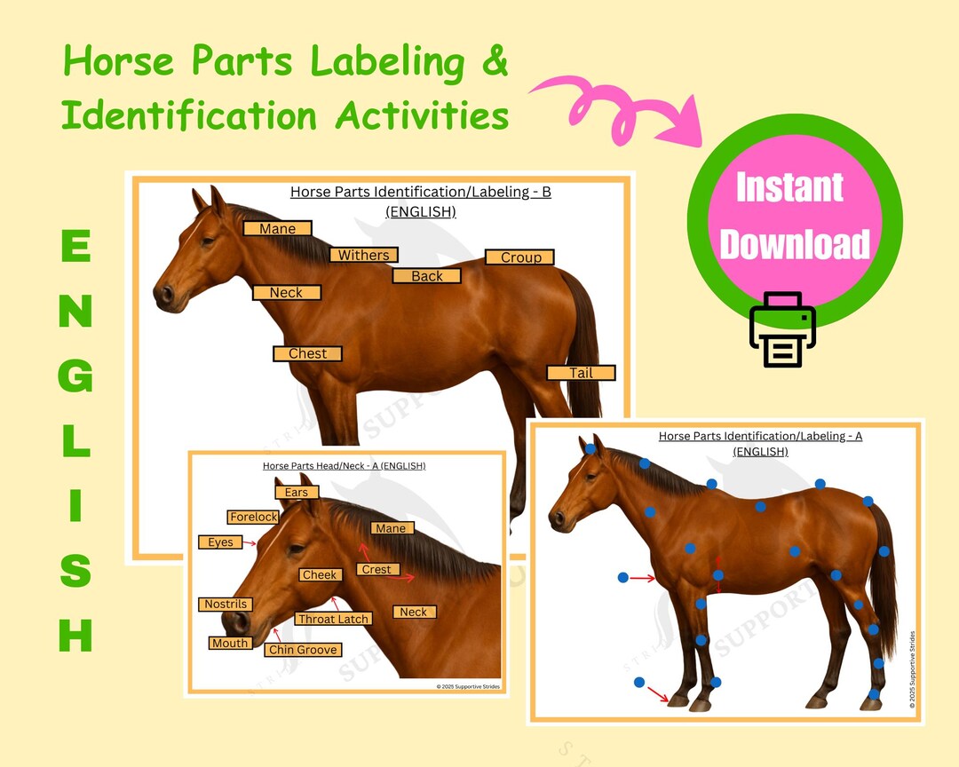 Horse Parts Labeling and Identification Activities - English & Spanish ...