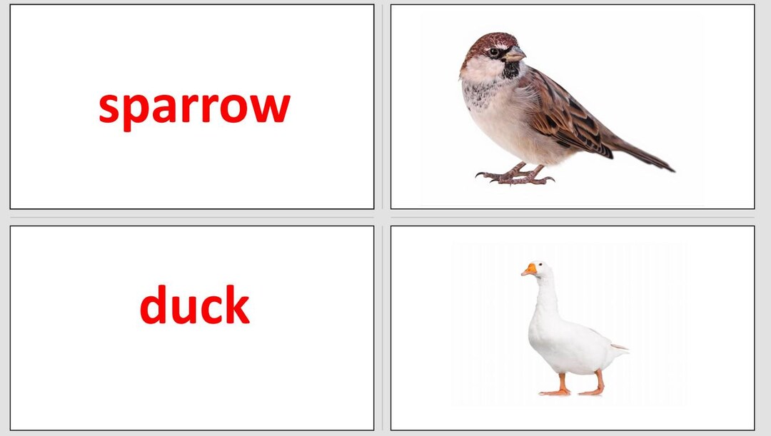 Bird Flashcards for Kids – Learn Bird Names With Colorful Printable ...