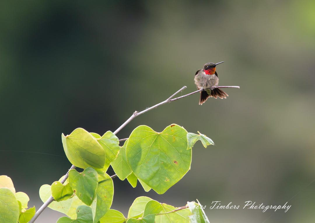 Ruby-throated Pause – Hummingbird on Redbud Branch - Etsy