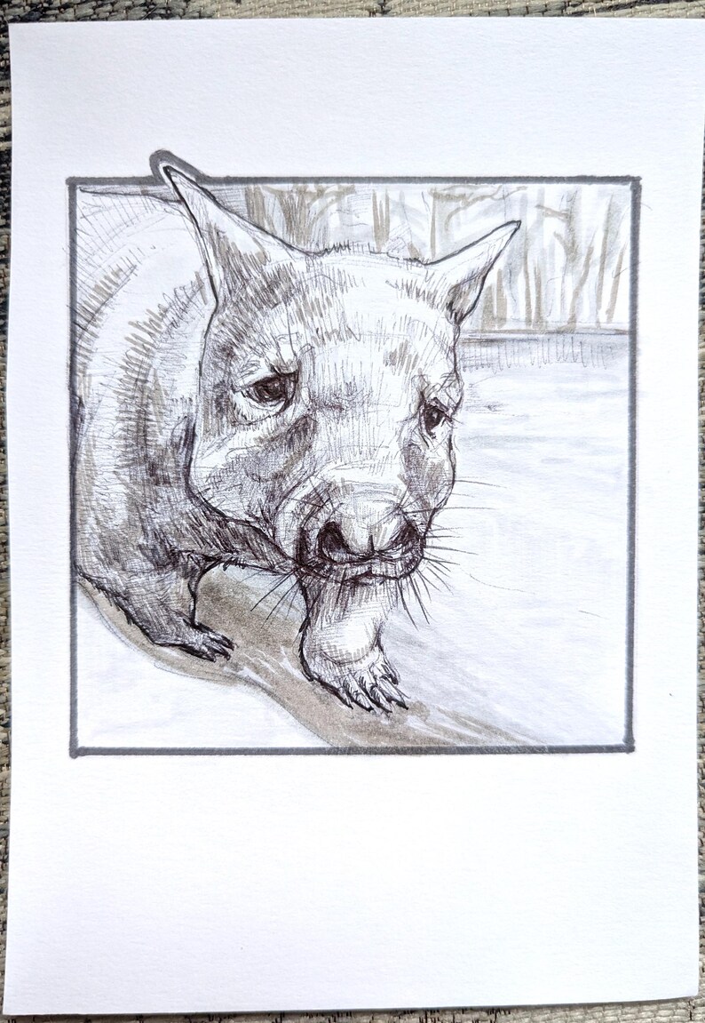 Wombat - Original Pen and Ink Illustration - Etsy