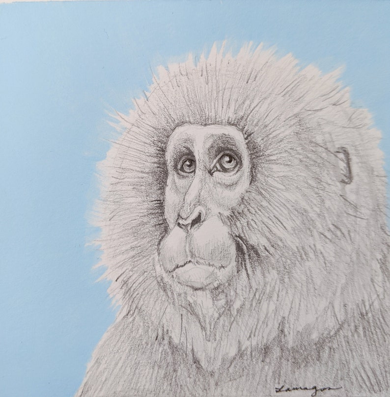 Japanese Macaque/monkey - Original Pencil Drawing - Etsy