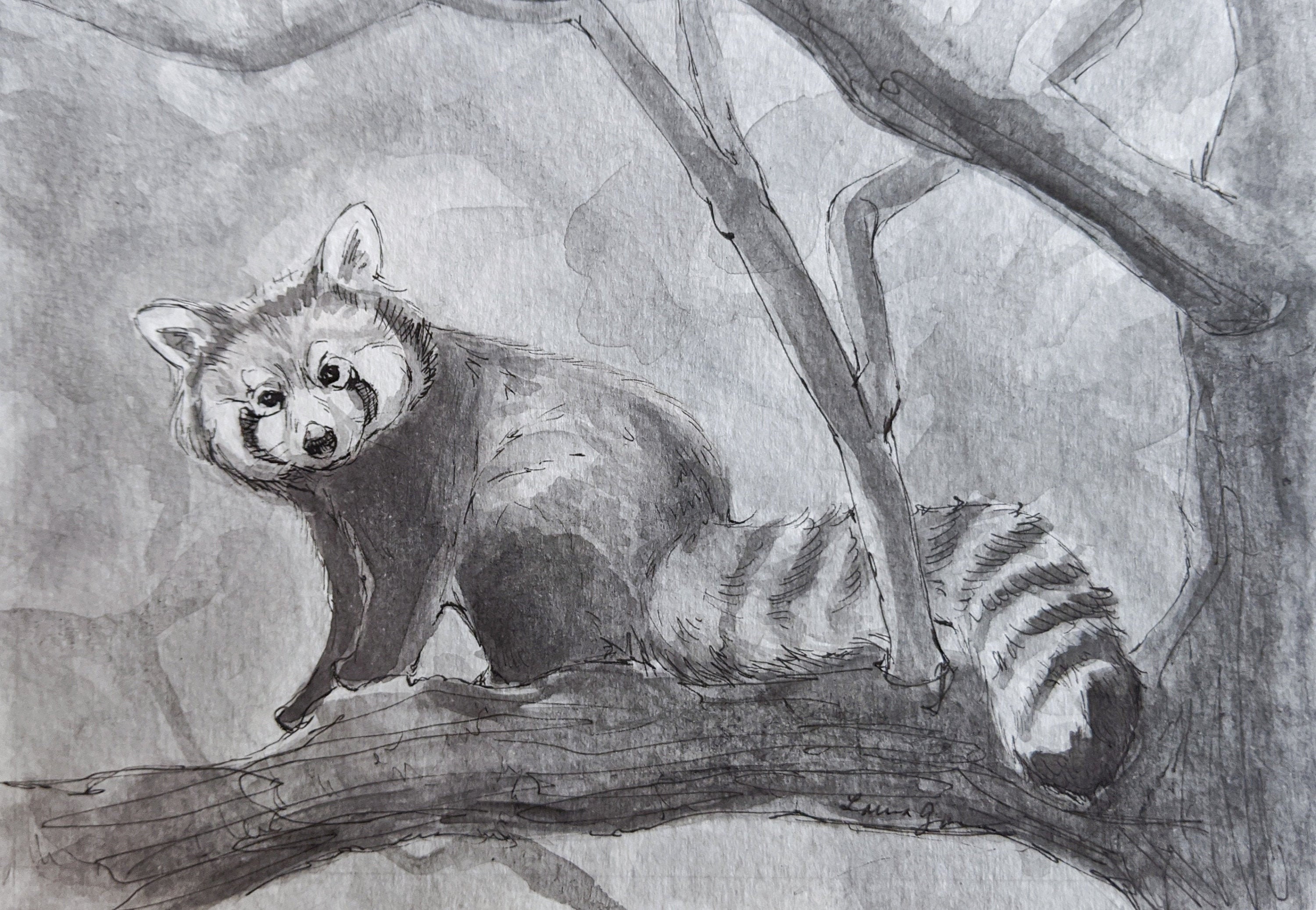 Red Panda Original Ink Drawing | Etsy