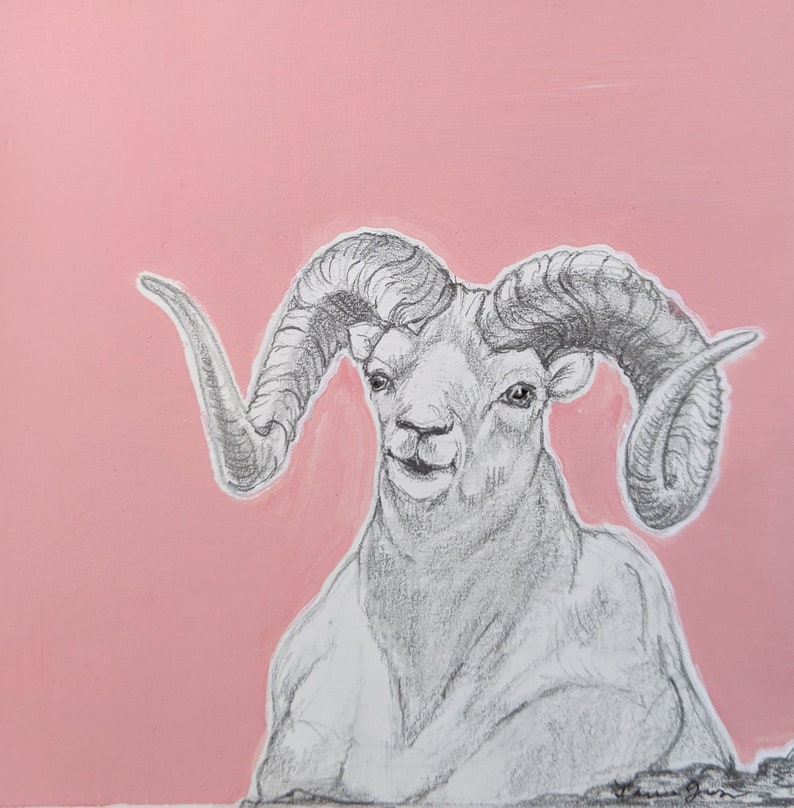 Dall's Sheep- Original Pencil Drawing - Etsy
