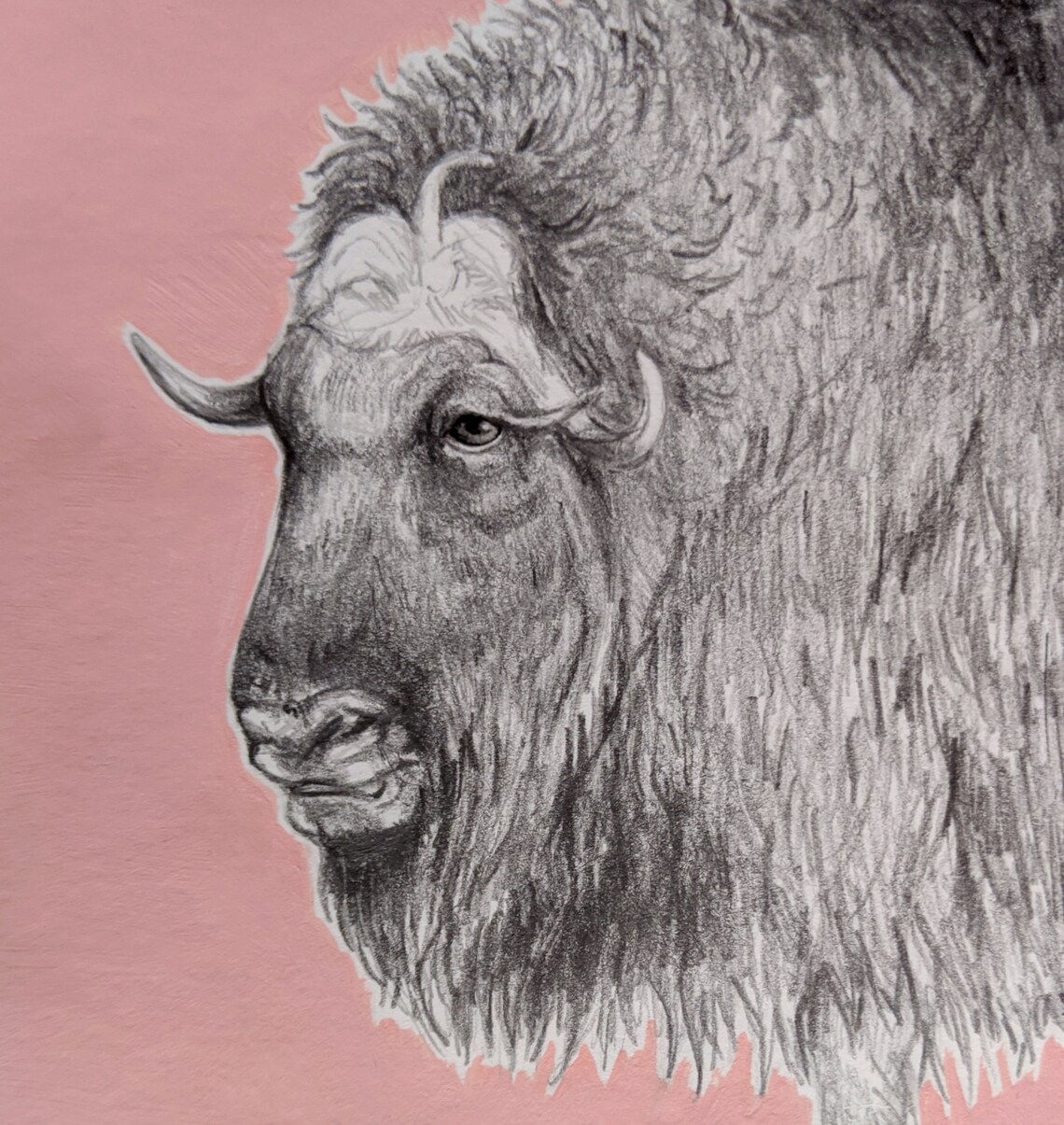 Musk Ox - Original Pencil Drawing - Etsy