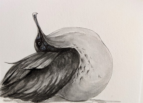 Frigate Bird Original Ink Drawing | Etsy