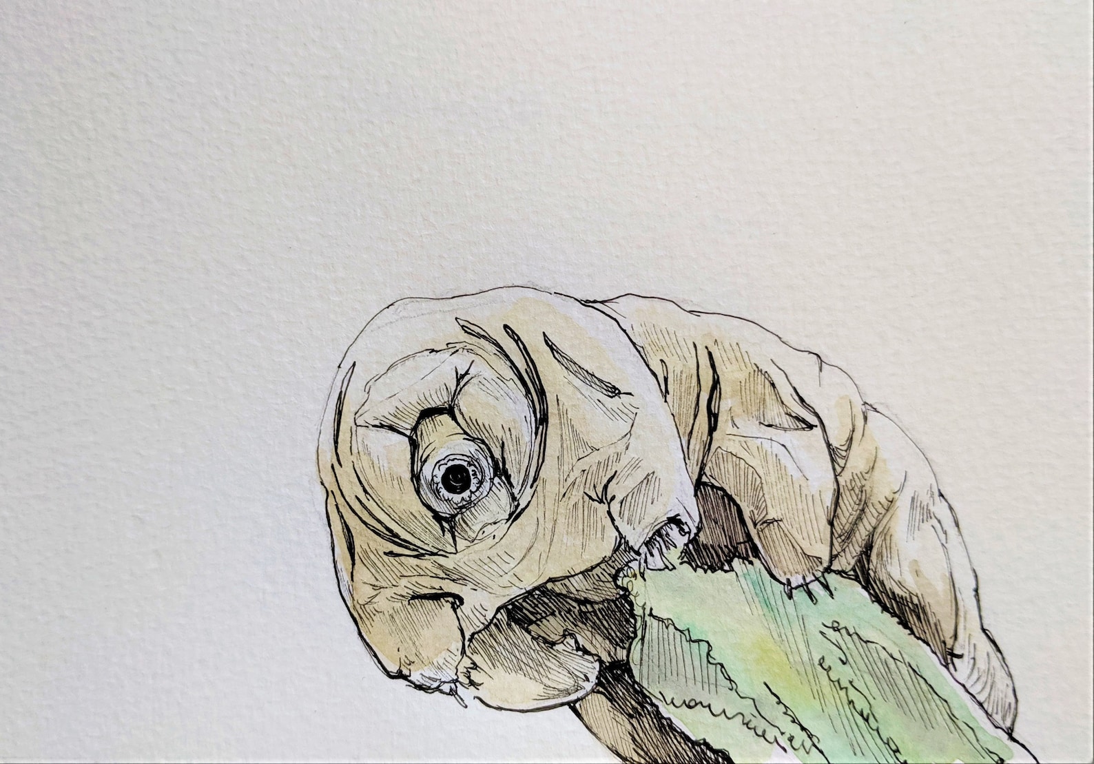 Tardigrade Original Ink and Watercolor Drawing - Etsy