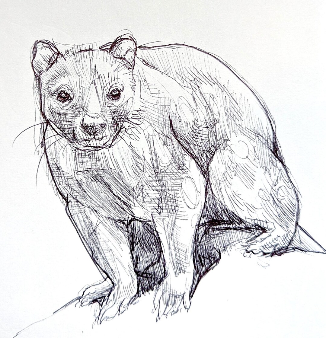 Alphabet Sketches - Q is for Quoll - Original Pen Sketchbook Drawing - Etsy