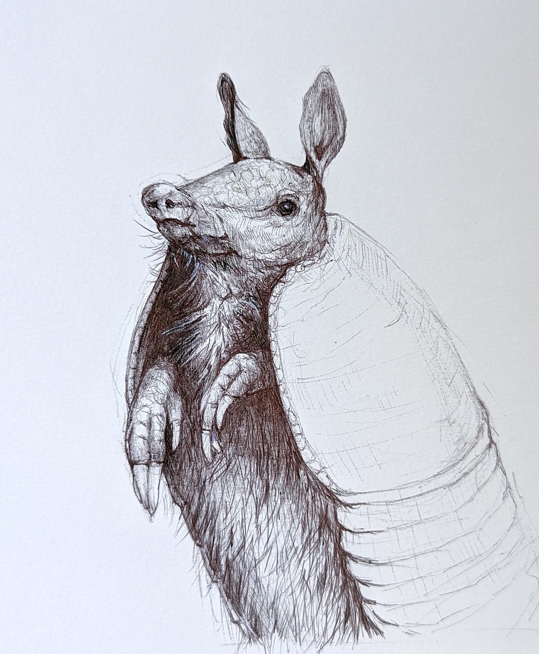 Armadillo - Original Pen Drawing - Etsy