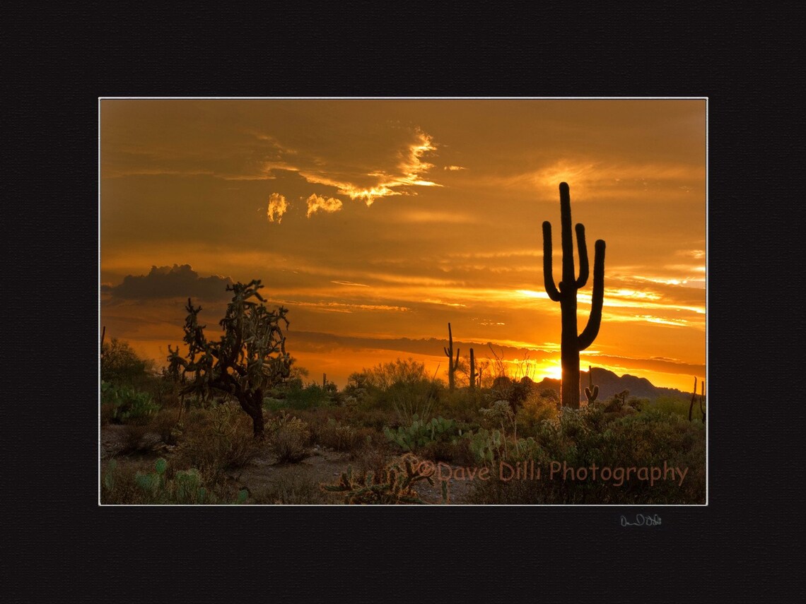Arizona Photo Peralta Orange, Yellow AZ, Phoenix, Saguaro, Cactus ...