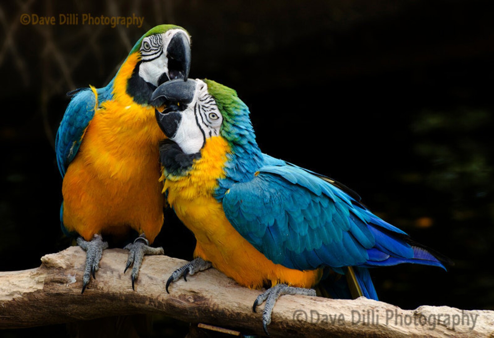 Colorful Parrots Playing, Biting, Un-matted Fine Art Photograph ...