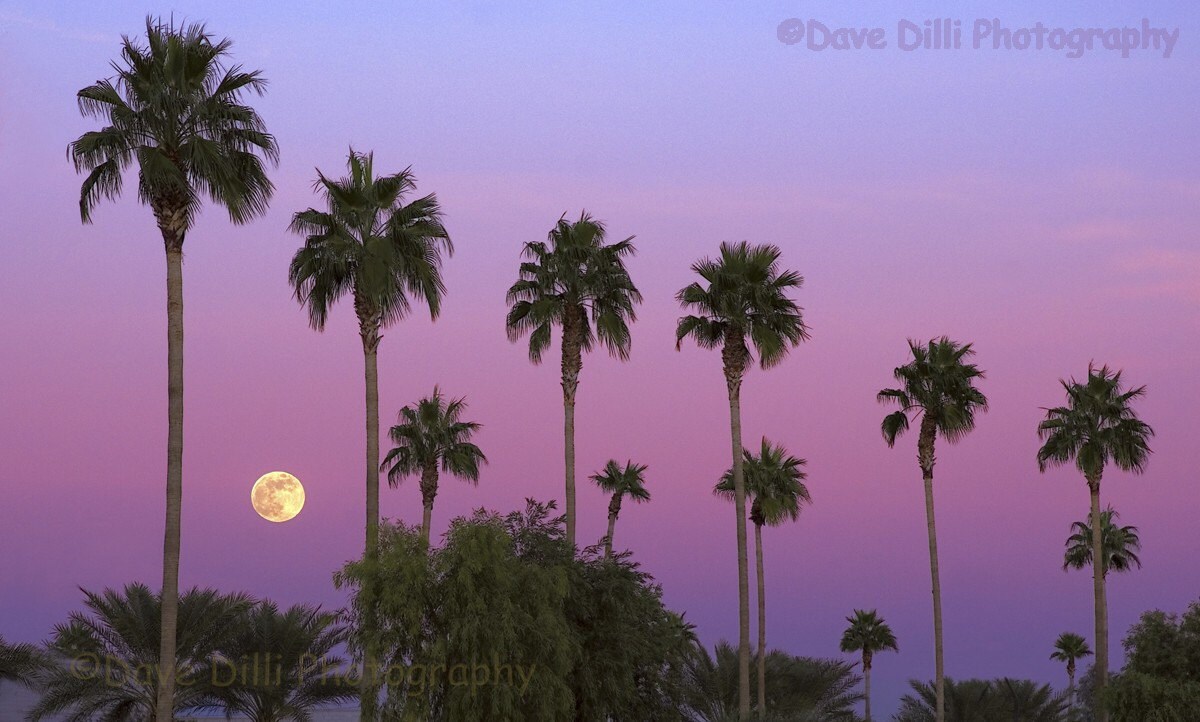 Tempe AZ Sunset Moon Palms Palm Tree Purple, Dusk, Dawn Fine Art ...
