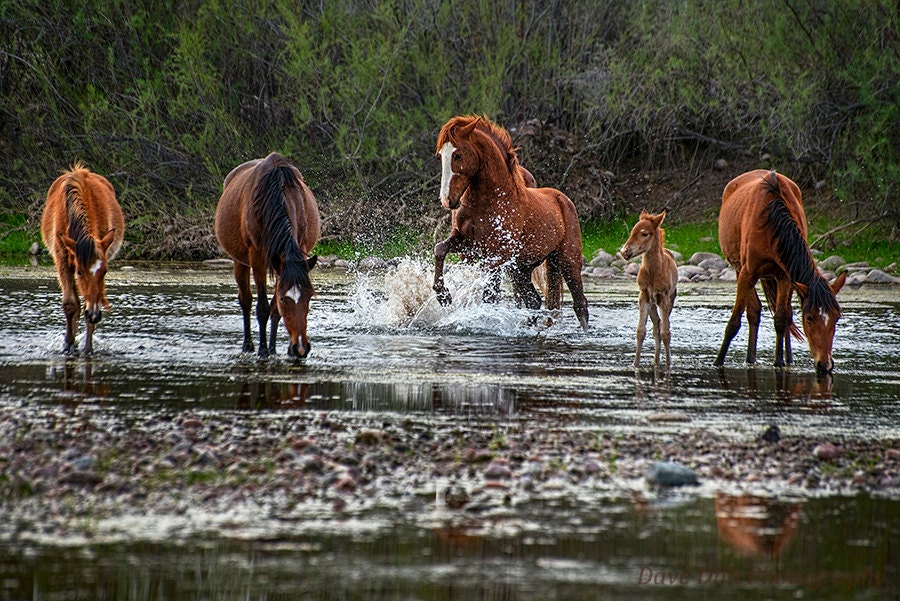 Wild Horses Stallion Salt River Arizona Fine Art Photograph Multiple ...