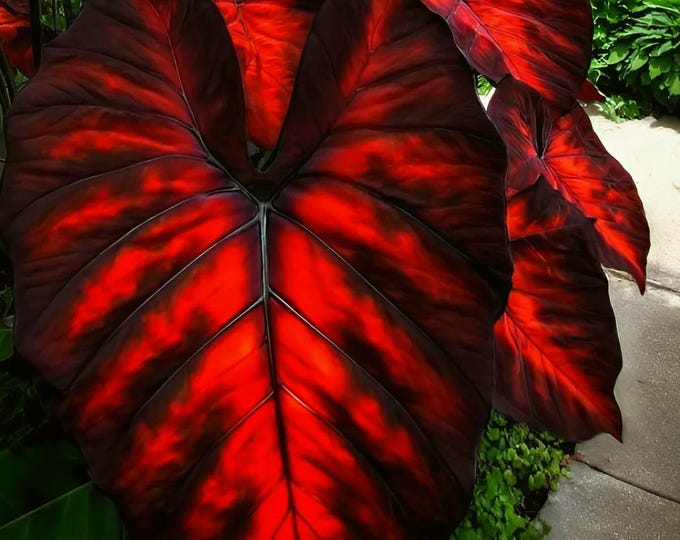 Hosta Seeds - 800 Pcs Rare Deep Black & Red With Blue Variants ...