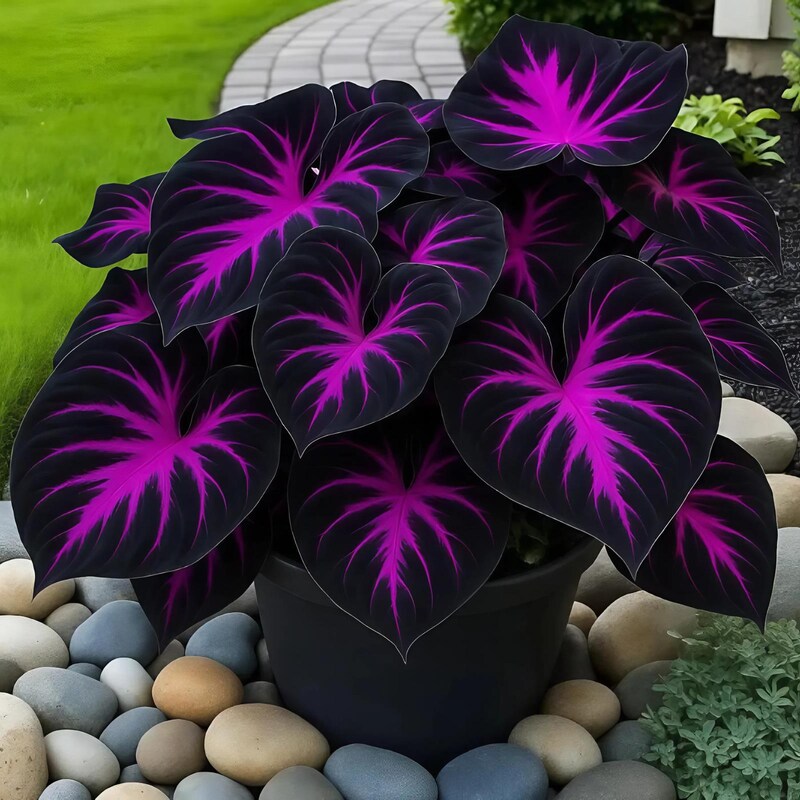 Purple Hosta Plant - Etsy