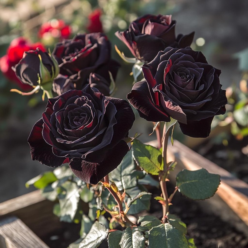 Black Baccara Rose Seeds – Deep Velvet Red to Almost Black Rose ...