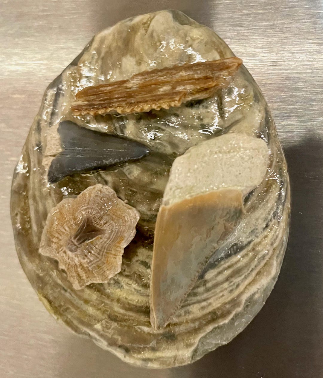 Fossil Magnet: Megalodon, Mako, Stingray Barb Denticle - Coastal Decor ...