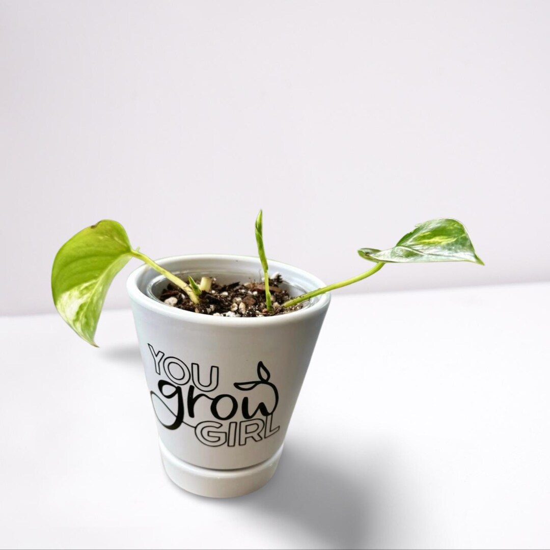 Rooted Pothos Cutting in 4” ‘you Grow Girl’ Pot - Encouragement or ...