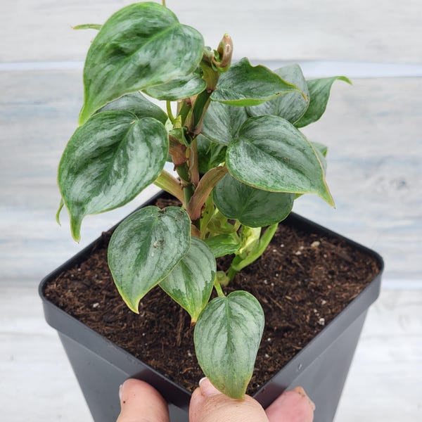 Philodendron Sodiroi - Etsy