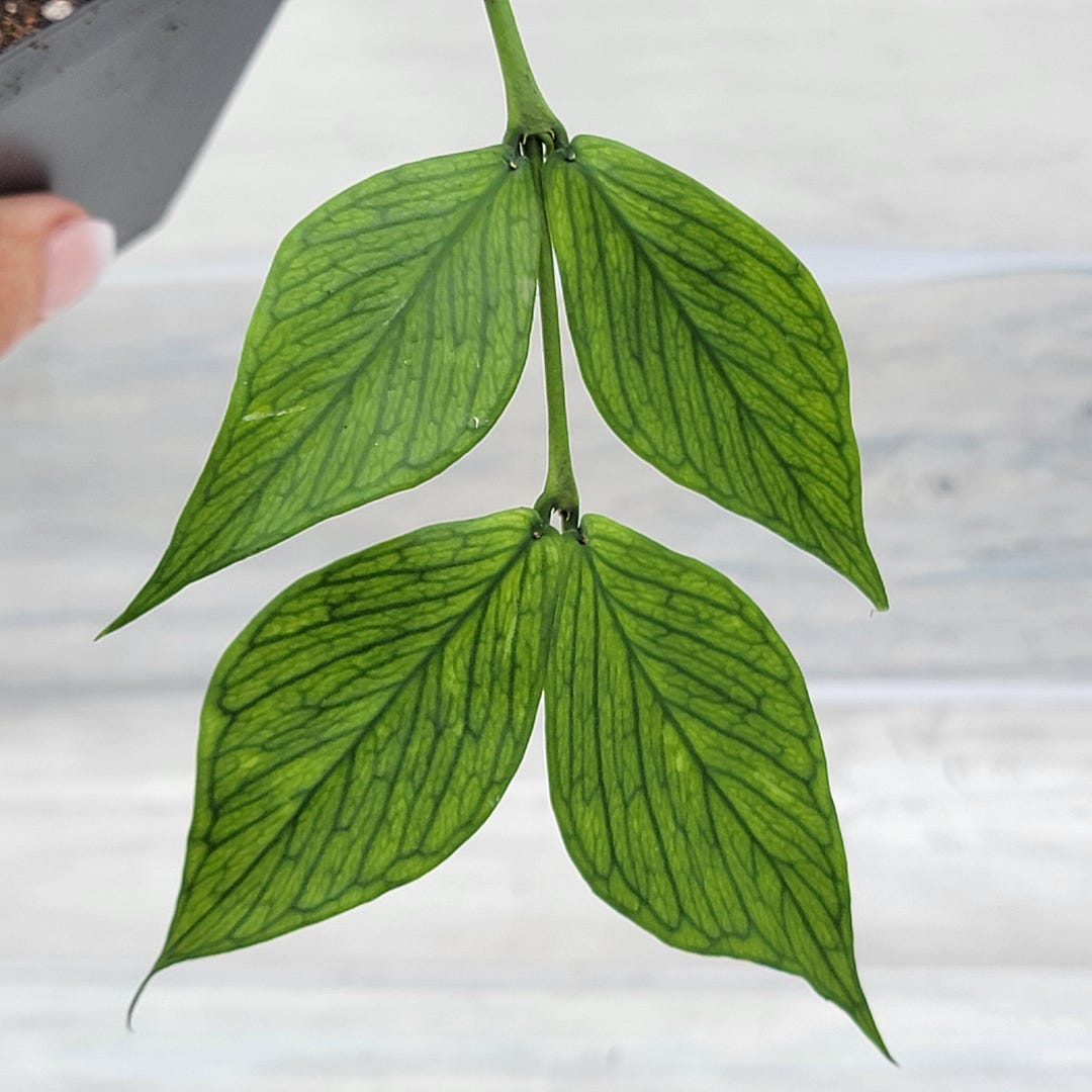 Hoya Fishtail (hoya Polyneura) – Rare Tropical Houseplant in 4-inch ...