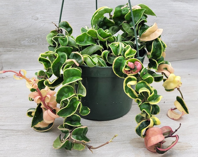 Variegated Hoya Hindu Rope: Rare Trailing Indoor Plant - 3" Pot - Etsy