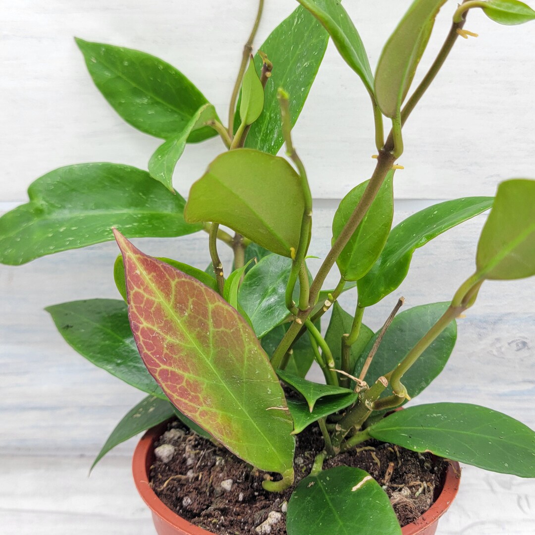 Rare Hoya Sunrise Live Plant: Color-changing Foliage, 4" Pot - Etsy