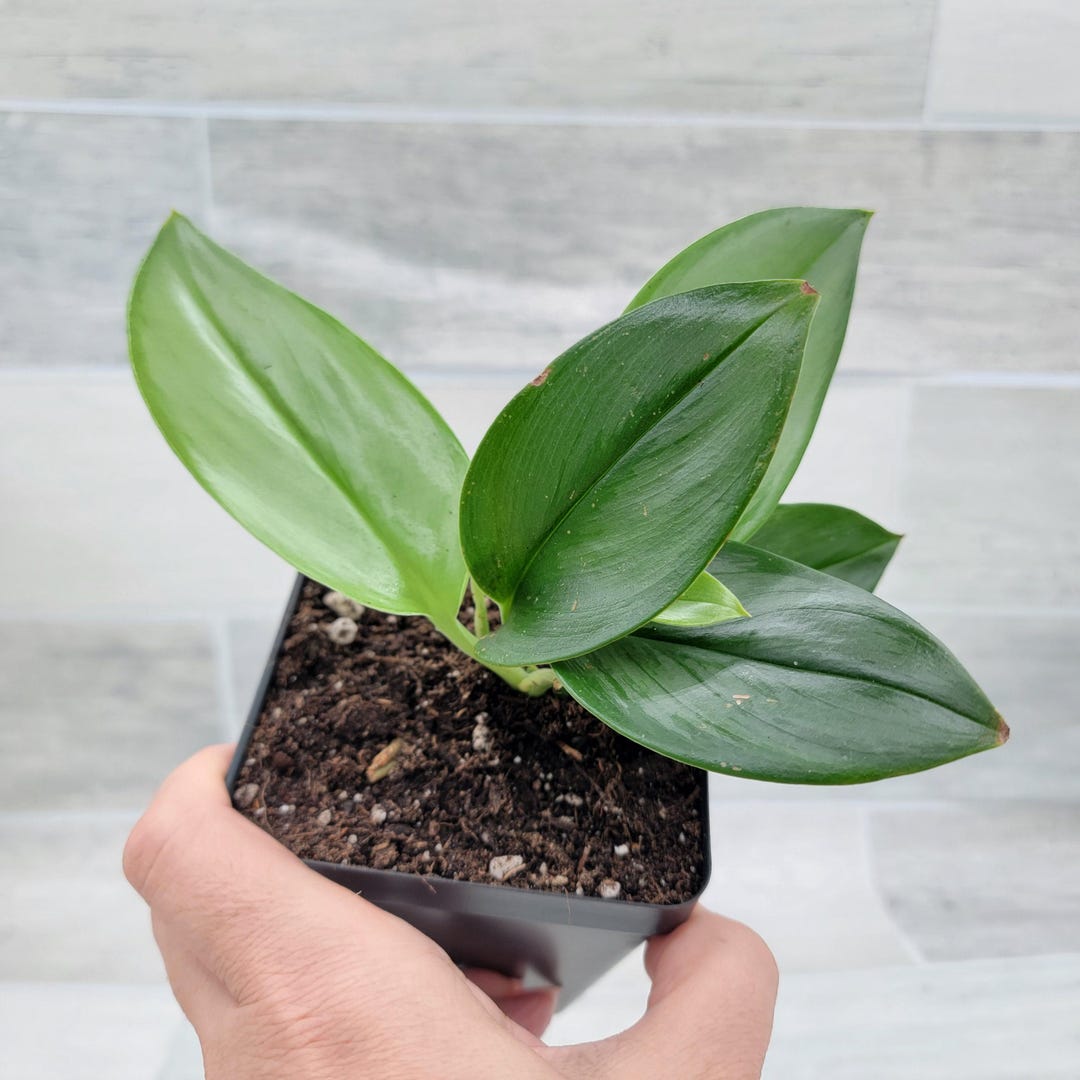Scindapsus Treubii 'moonlight': Rare Sterling Silver Plant - Easy Care ...