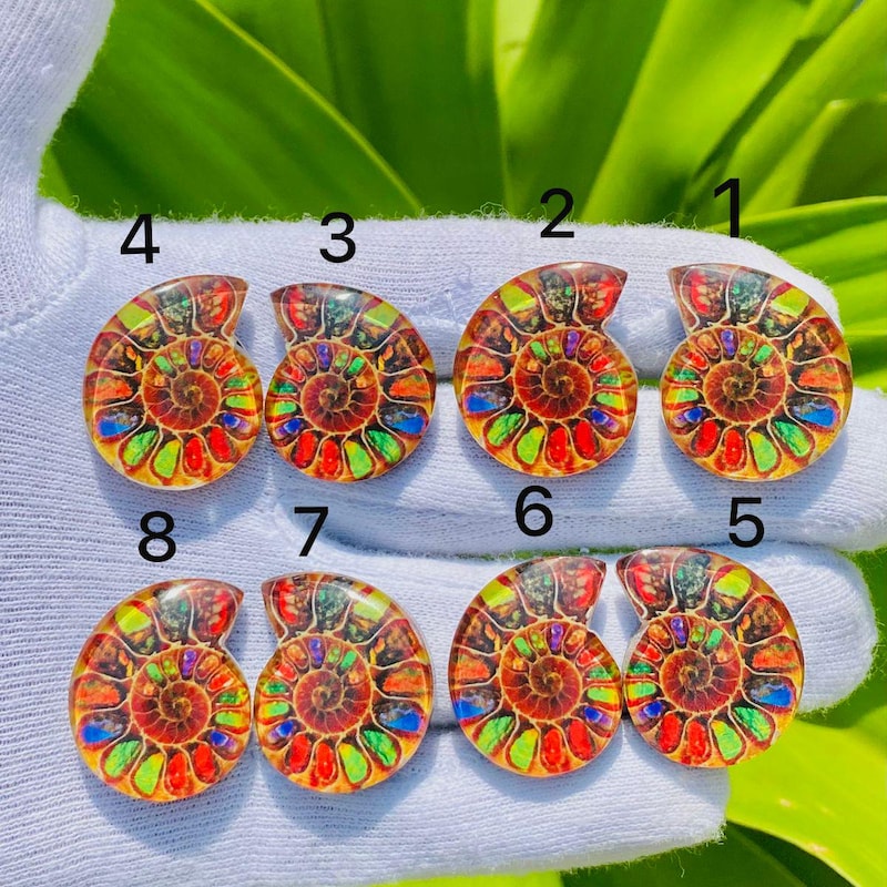 Opalized Ammonite Inlay - Etsy