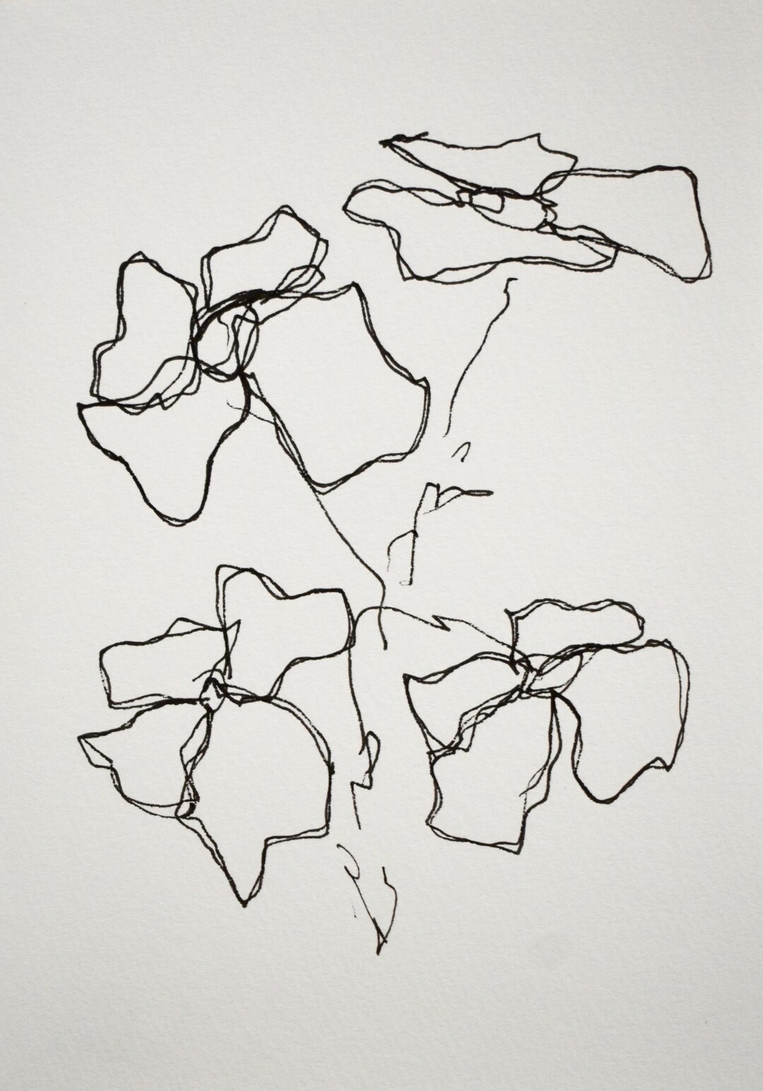 Matilija Poppy Series - Drawing, Ink on Paper 5x7 Inches 009/100 - Etsy