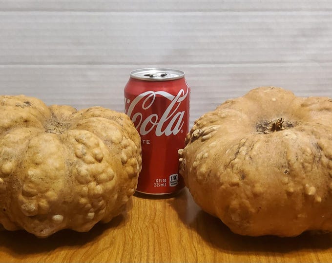 2 Dried Cheese Gourds Craft Ready - Etsy