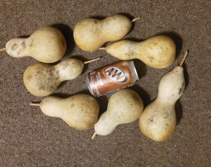 7 Dried Mini Bottle Gourds - Etsy