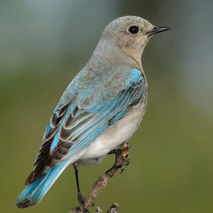 Hand Painted Soap Bottle With Western Bluebird, Soap Bottle With Bird ...