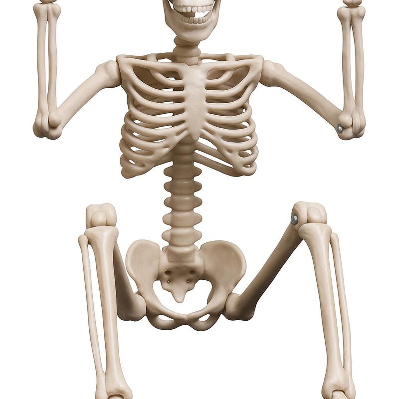 Halloween Life Size Skeletons - Etsy