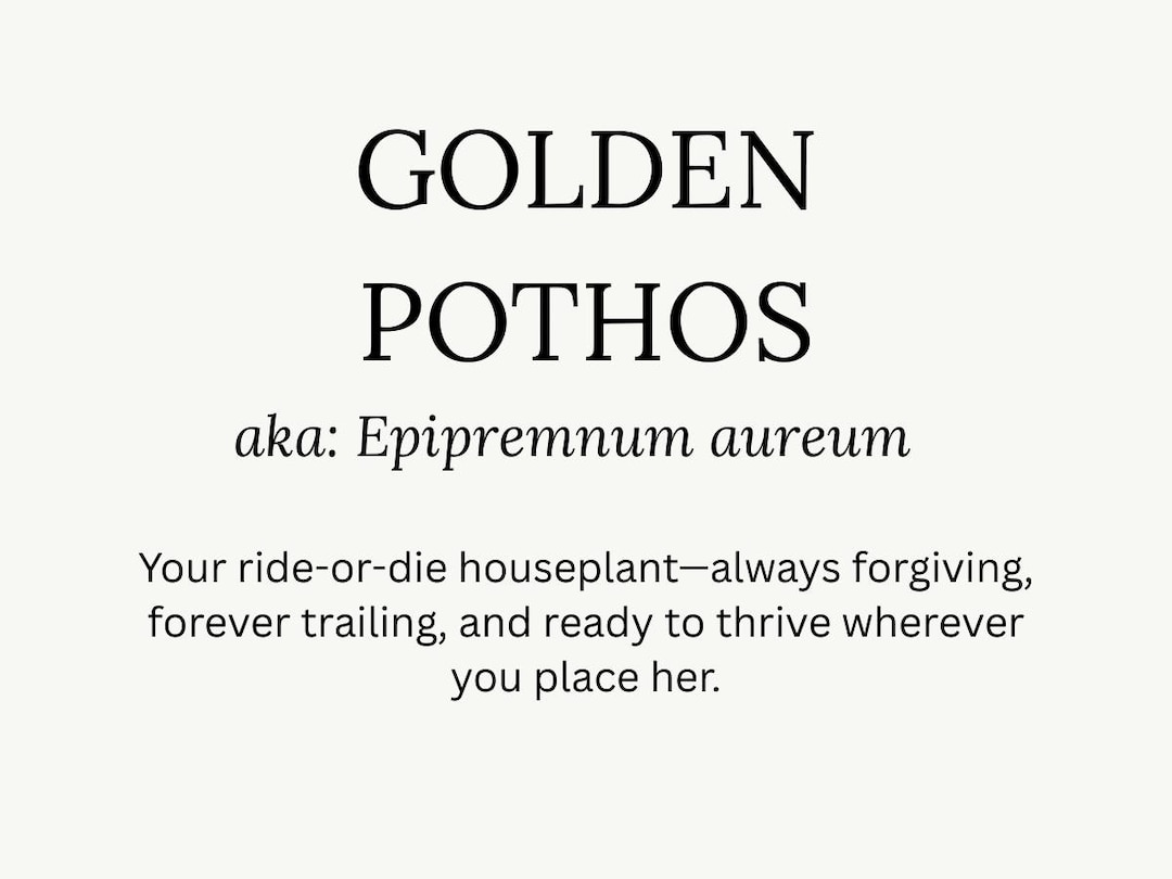 Golden Pothos Plant Care Guide: Printable Indoor Plant Card (digital ...