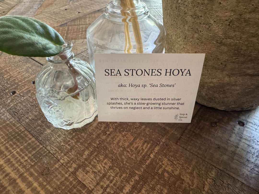 Sea Stone Hoya Plant Care Guide: Printable Houseplant Tips (digital ...